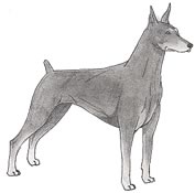 Perros de México,Doberman